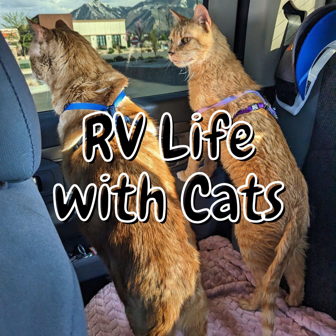 RV Life with Cats – anxietyinacamper